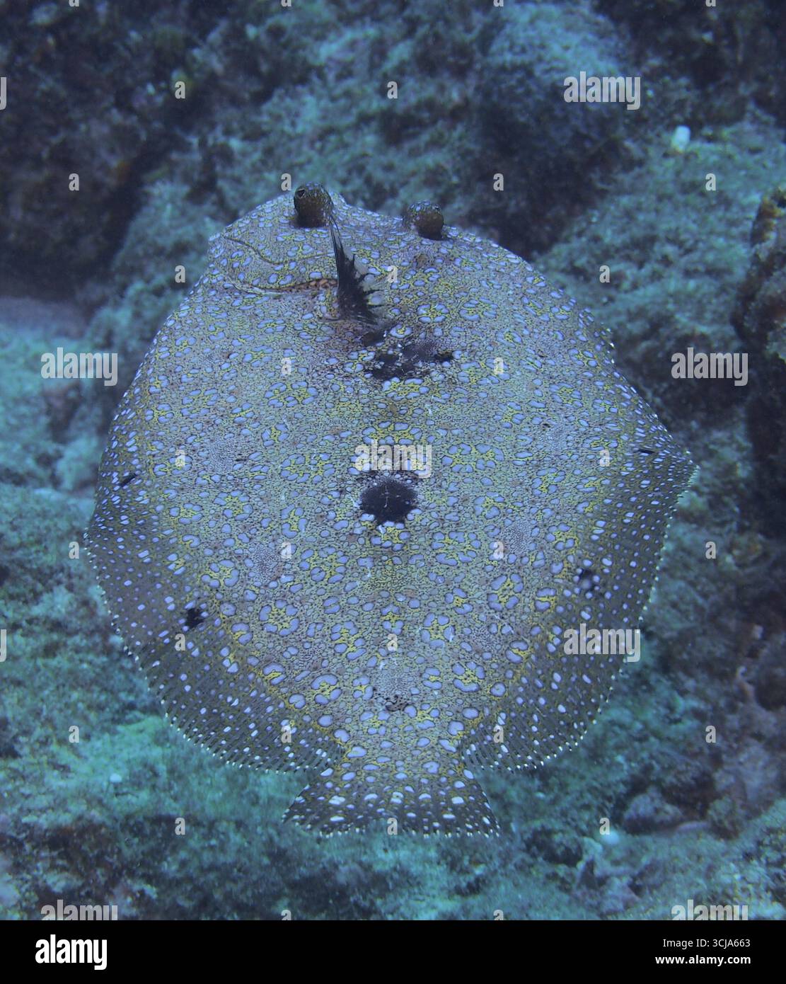 Bothus mancus - panther flounder Stock Photo - Alamy