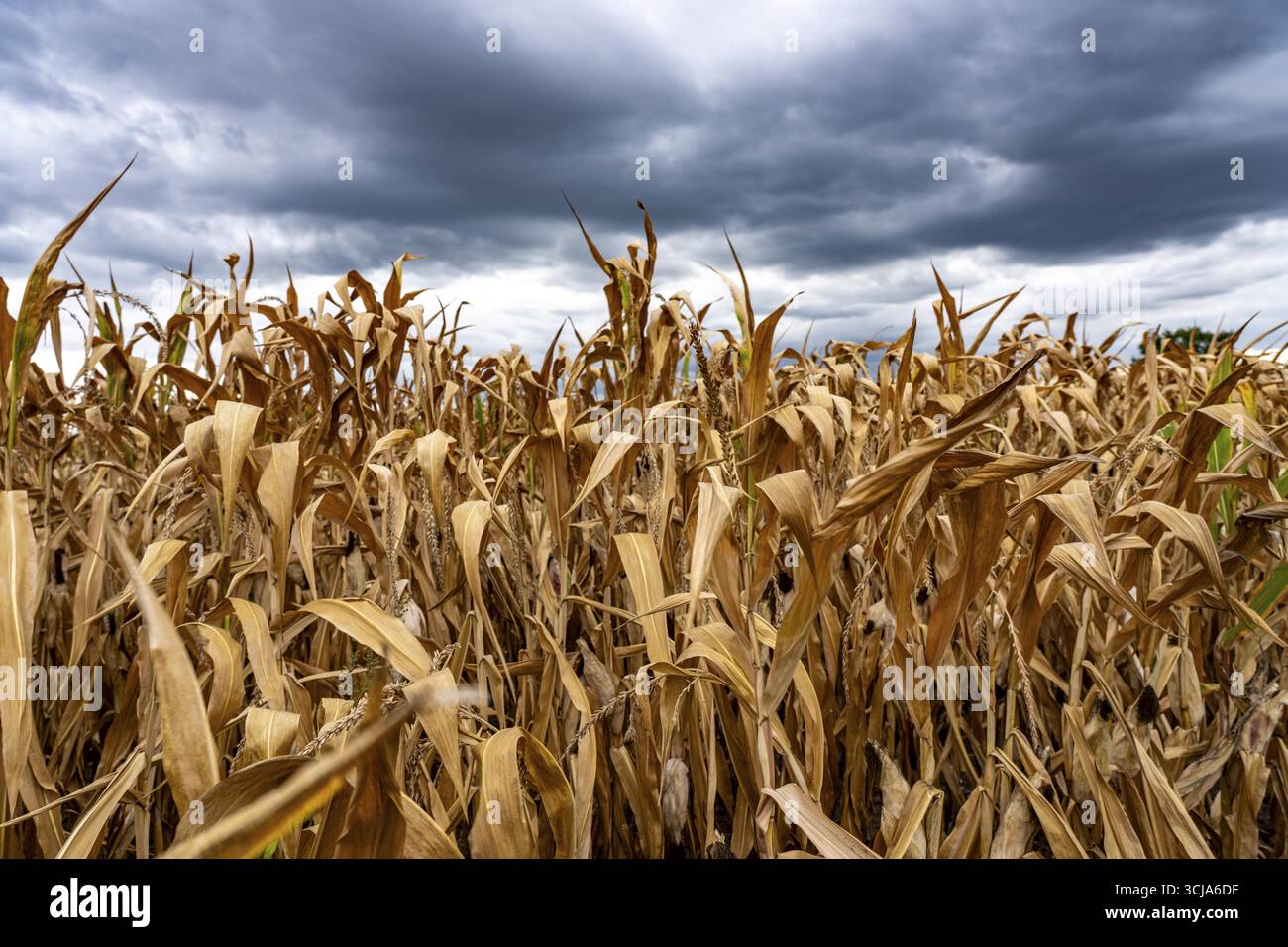Maize field near Huenxe, dry plants, still being harvested, mostly used ...
