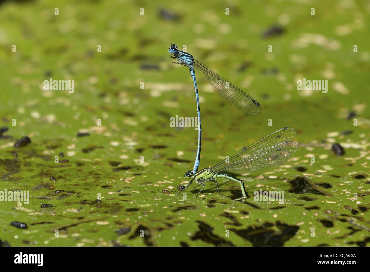 Common blue damselfly (Enallagma cyathigerum) two adult damselflies ...