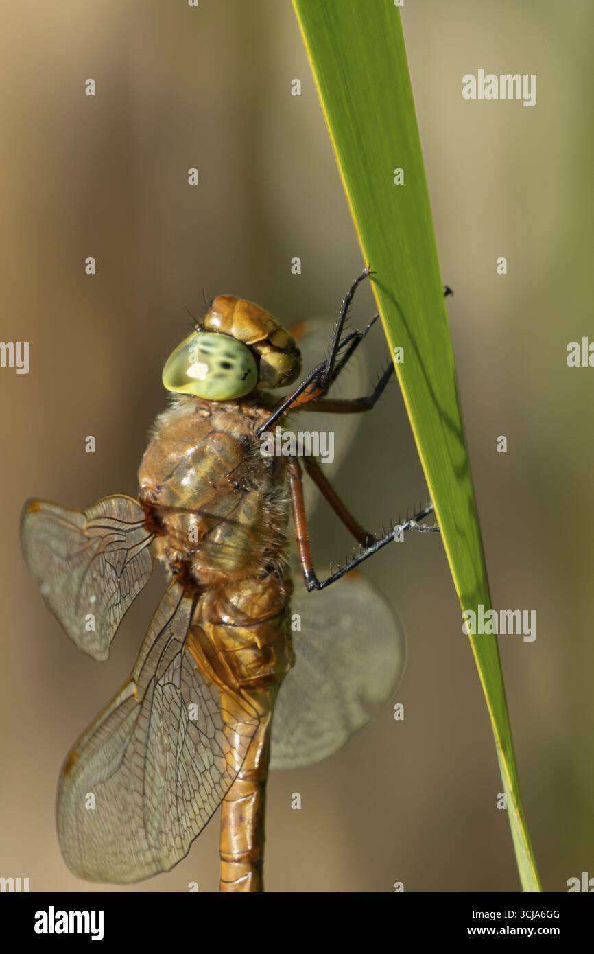 Norfolk hawker dragonfly (Aeshna isoceles) adult insect resting on a ...