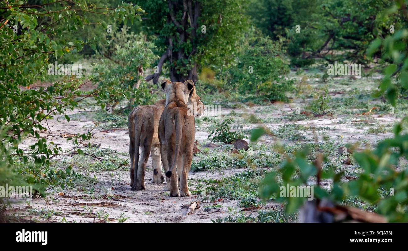 Pride of lions on the hunt Stock Photo - Alamy