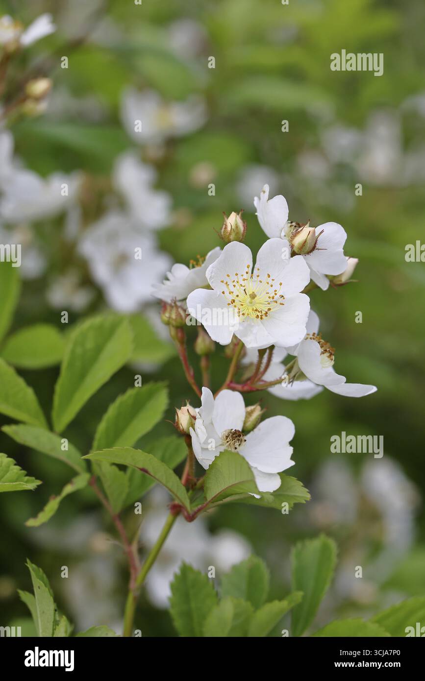 Bibernell rose (Rosa spinosissima L., syn.: Rosa pimpinellifolia L ...