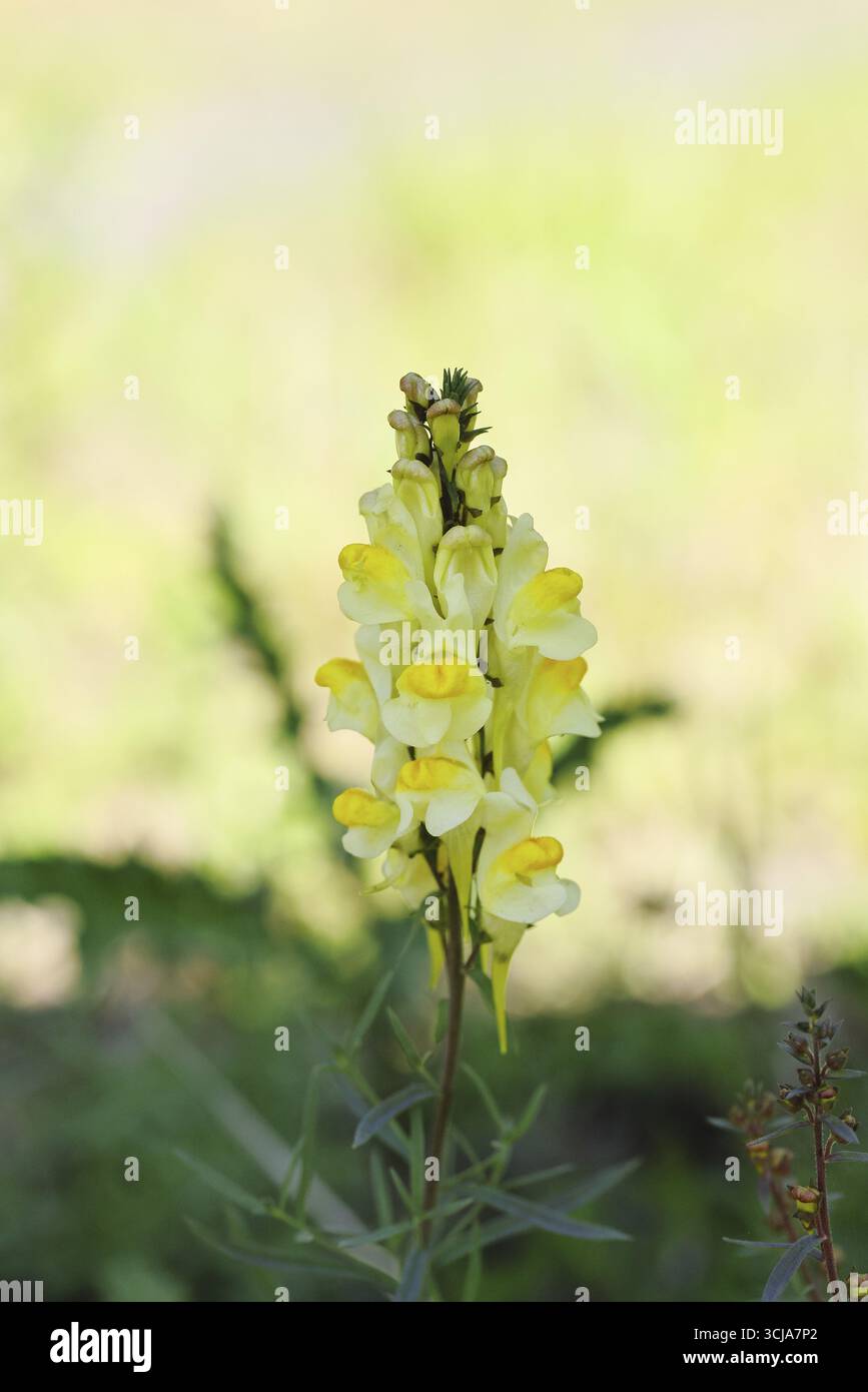 Common toadflax, also known as common toadflax, Chaenorhinum minus and ...