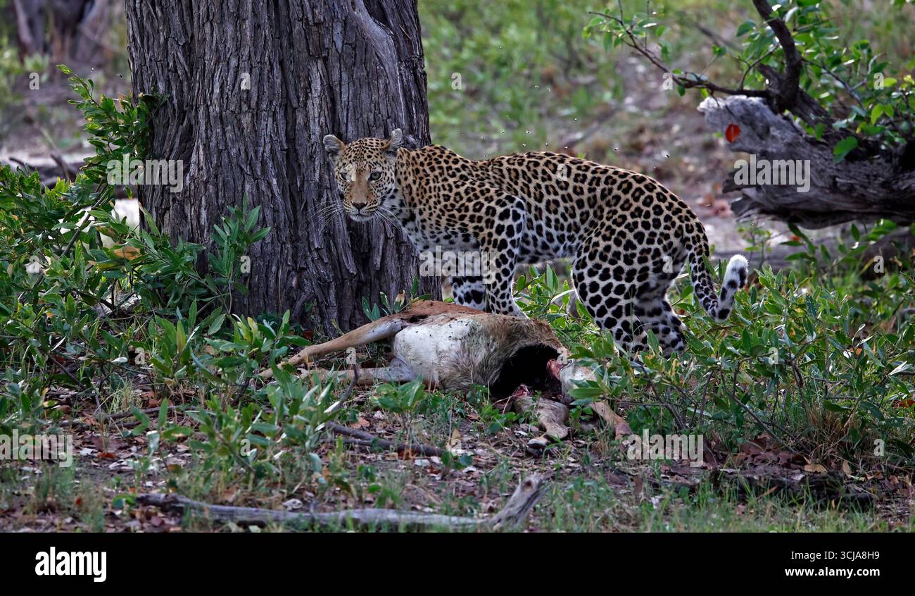 Female leopard on a kill Stock Photo - Alamy
