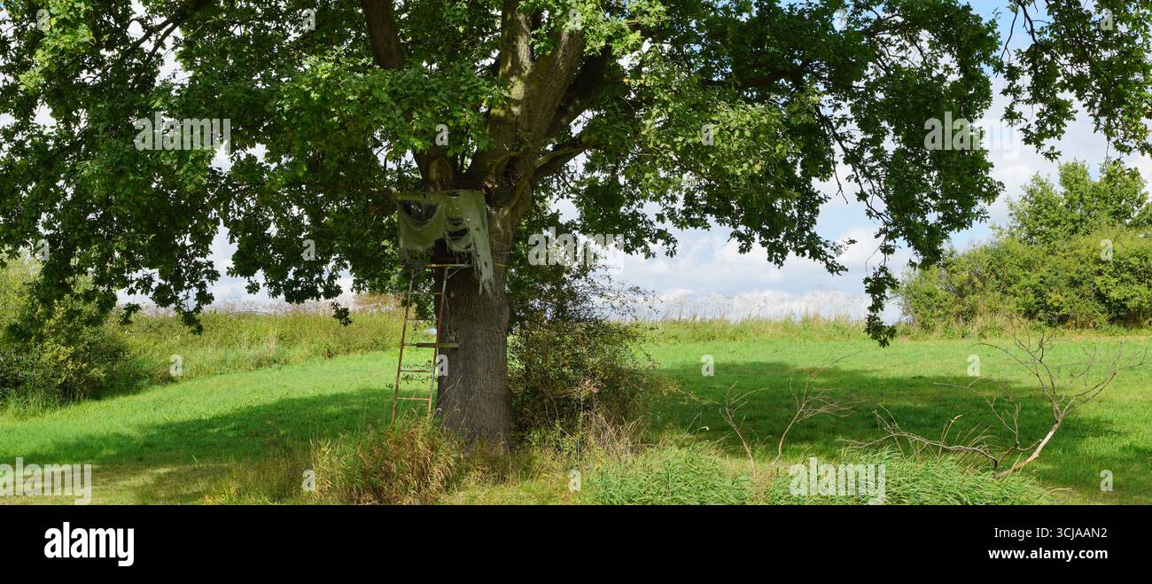 Baum eiche wiese hi-res stock photography and images - Alamy