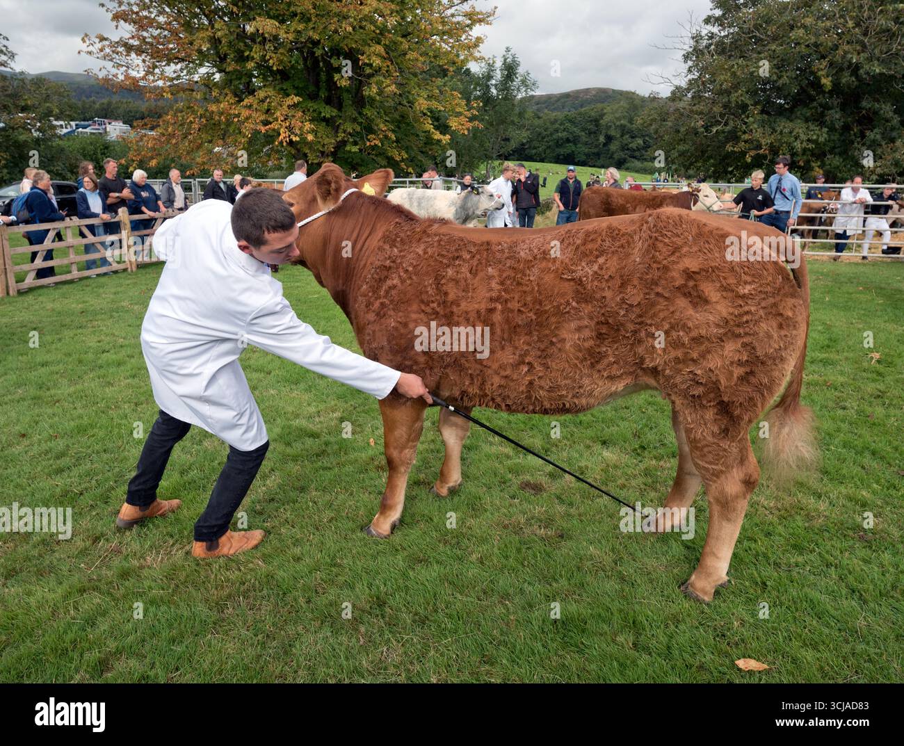 A competitor in the cattle judging ring, Millom and Broughton ...