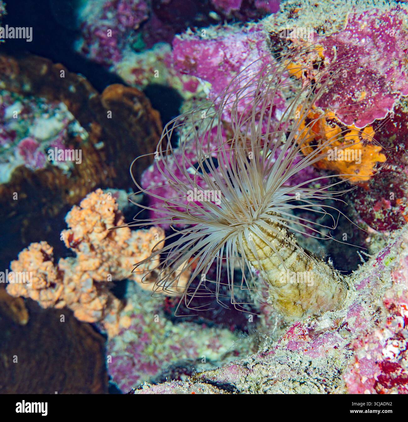 Tube dwelling sea anemone hi-res stock photography and images - Alamy