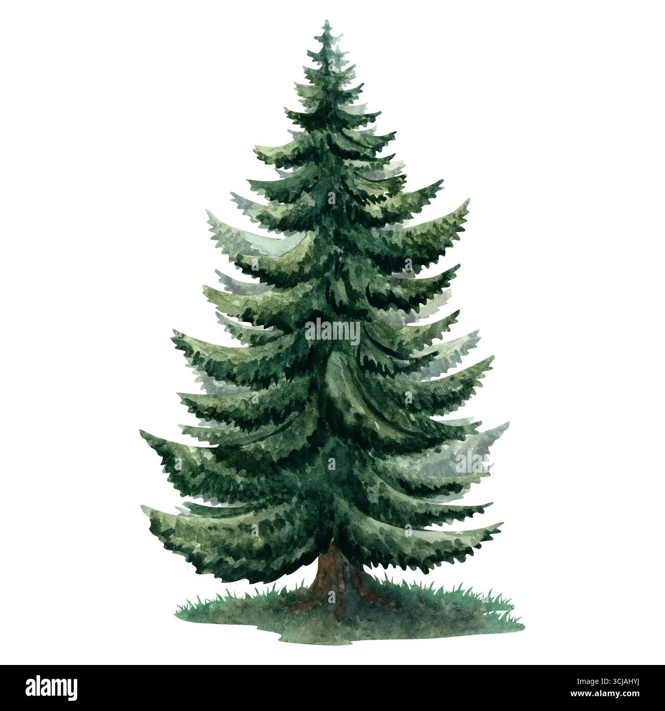Watercolor spruce tree illustration, perfect for winter cards, posters ...