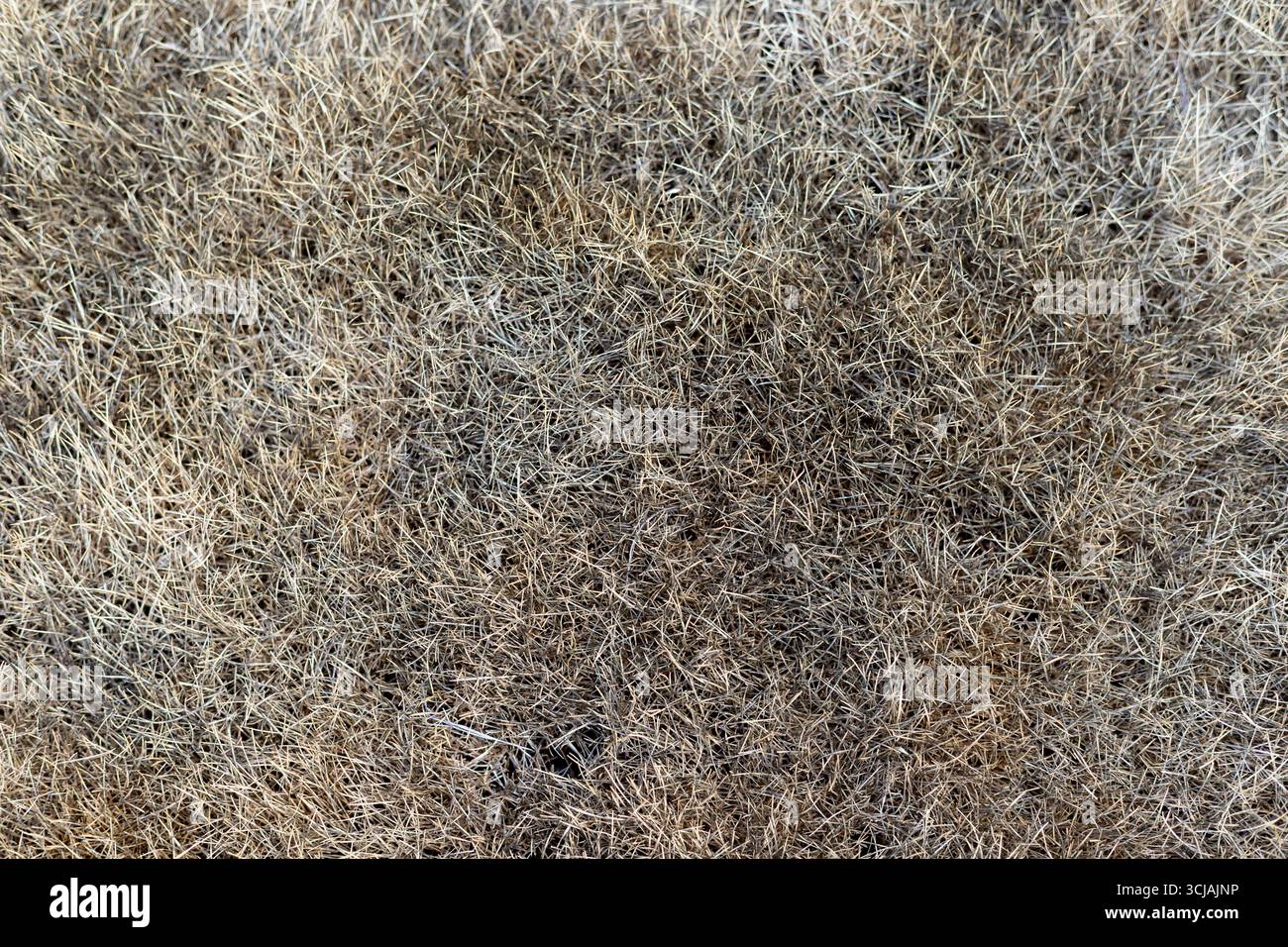 Dry dead grass patch hi-res stock photography and images - Alamy