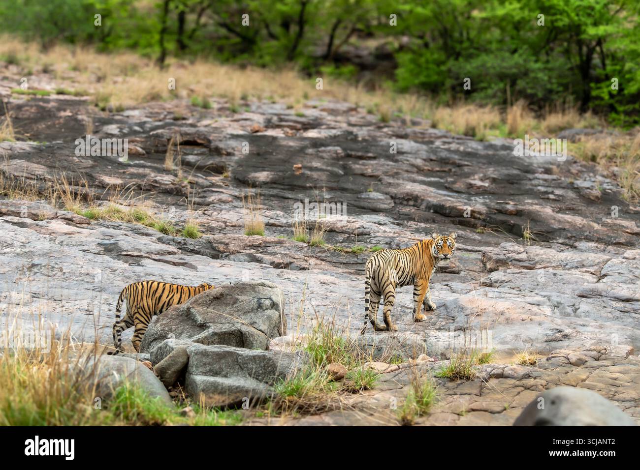 wild female bengal tiger or panthera tigris mother tigress her cub ...