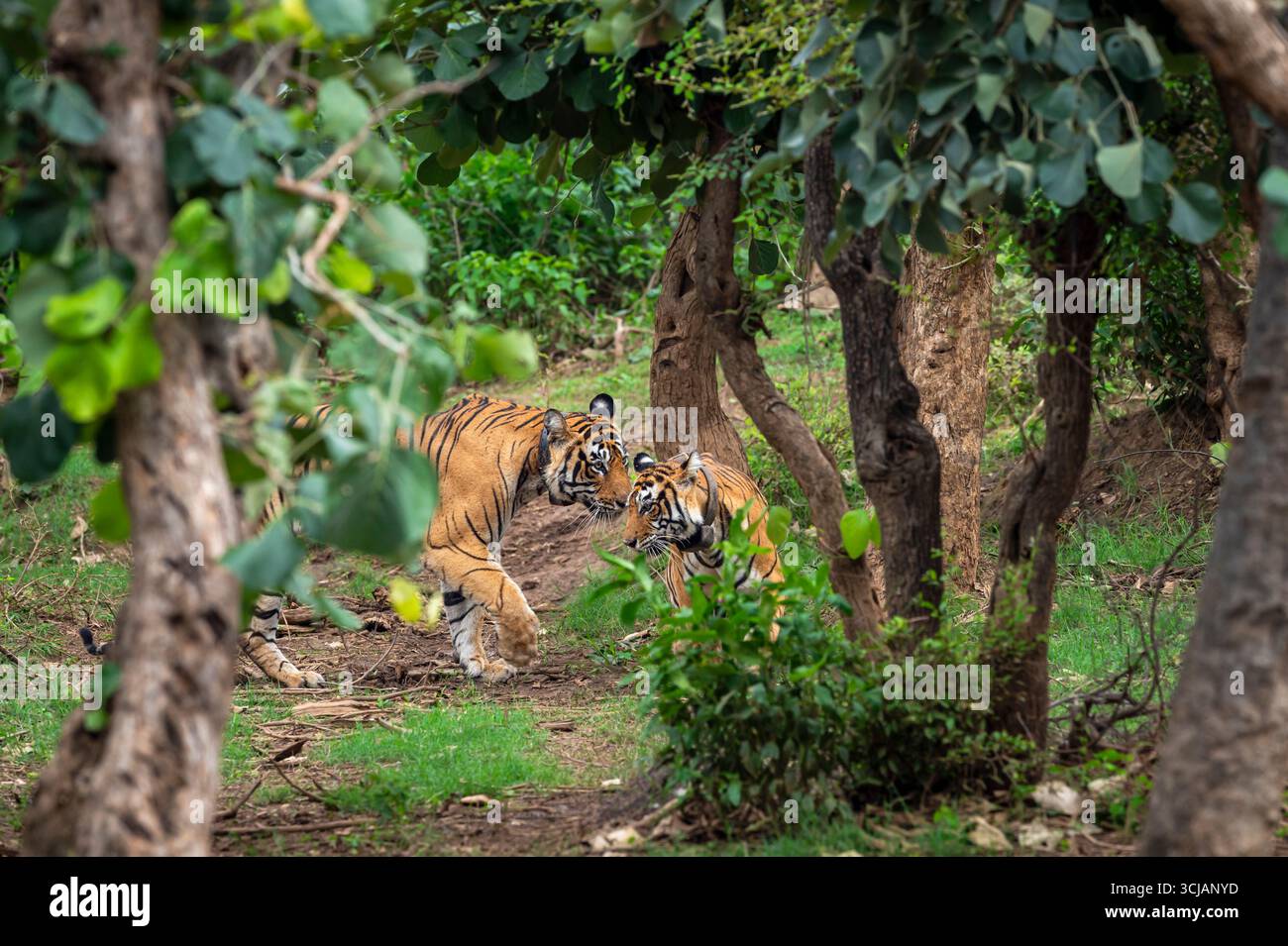 Two Radio collar male and female wild bengal tiger or panthera tigris ...