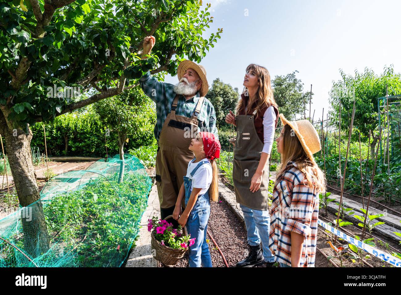 Grandfather, mother and daughters are enjoying a sunny day harvesting ...