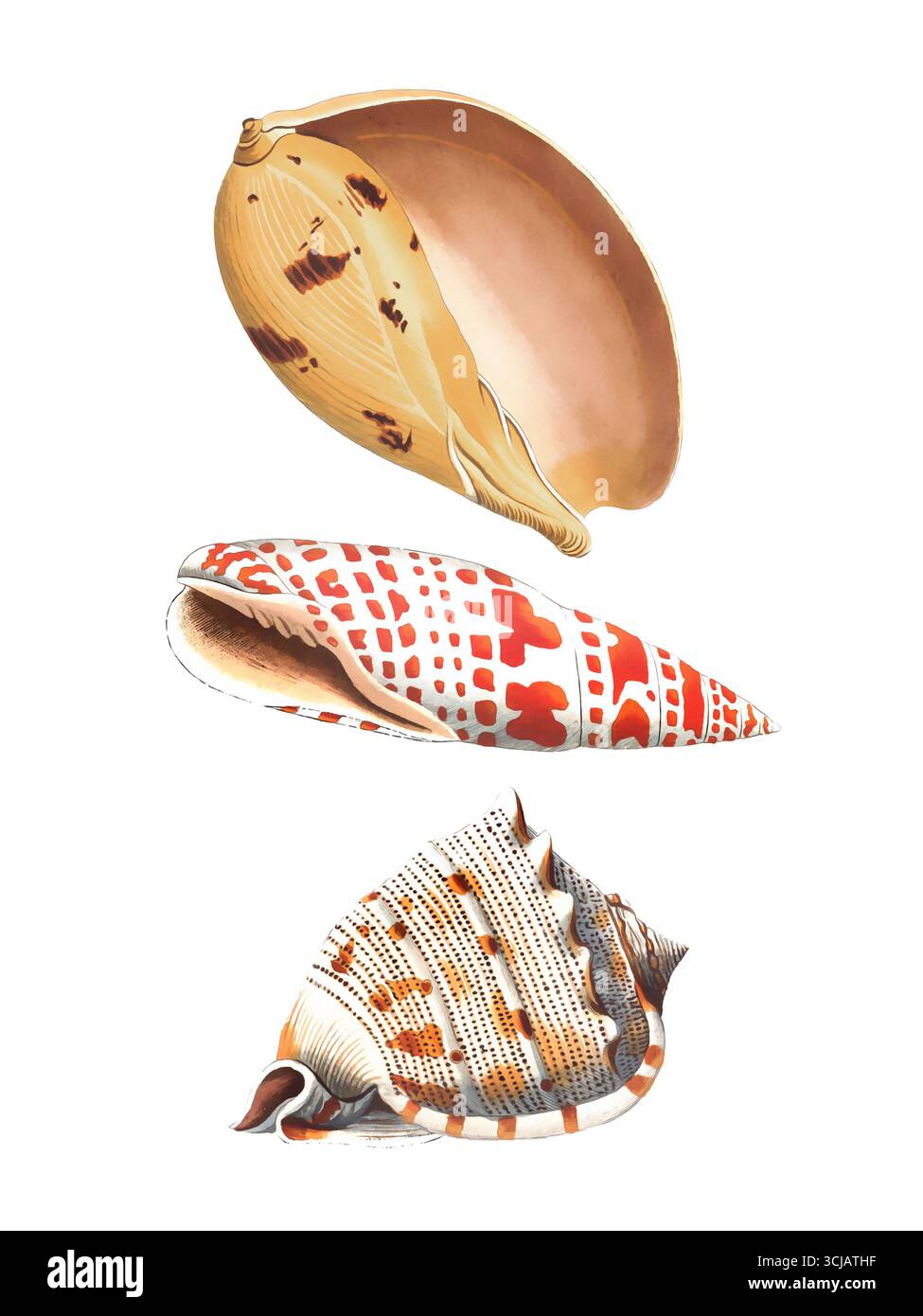 Marine specimen drawing Cut Out Stock Images & Pictures - Alamy