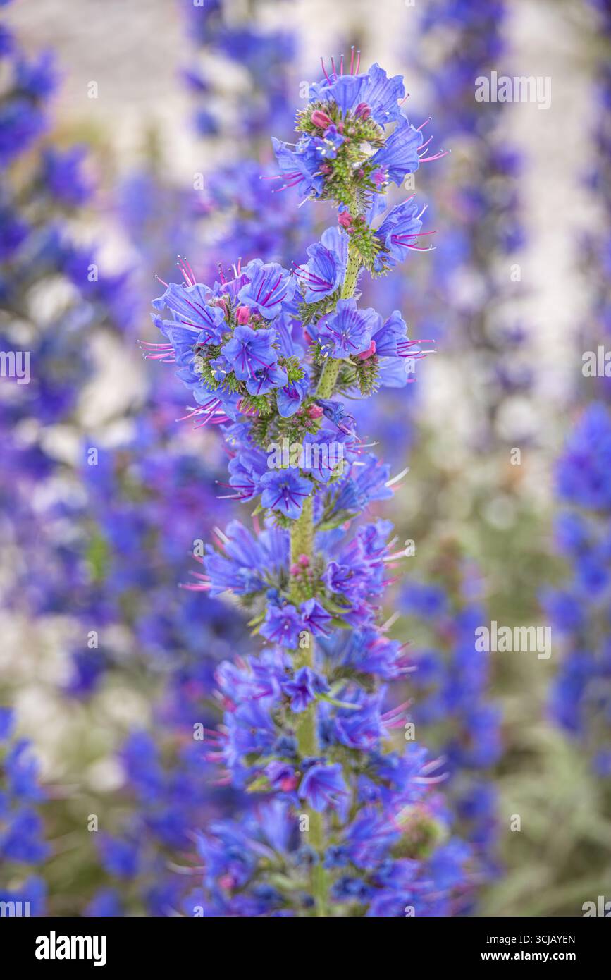 Bla eld hi-res stock photography and images - Alamy