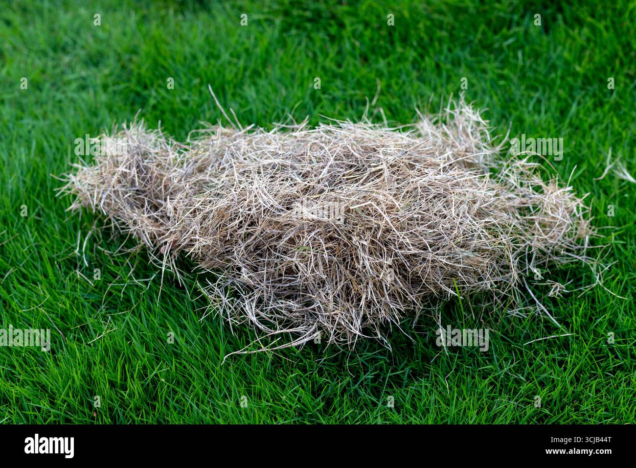 Grass hay dry hi-res stock photography and images - Alamy