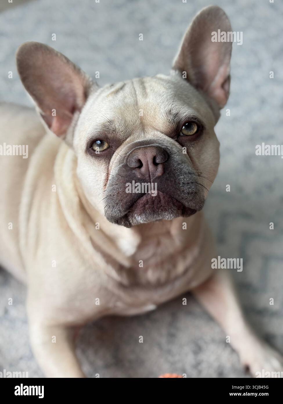 French bulldog, stuck in a stare hi-res stock photography and images ...