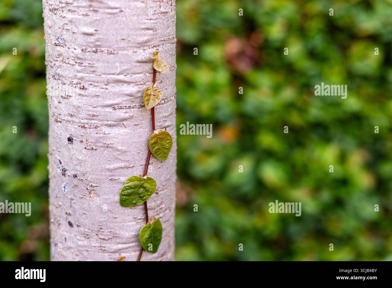 Creeping Fig Vine Climbing on Tree Trunk Stock Photo - Alamy