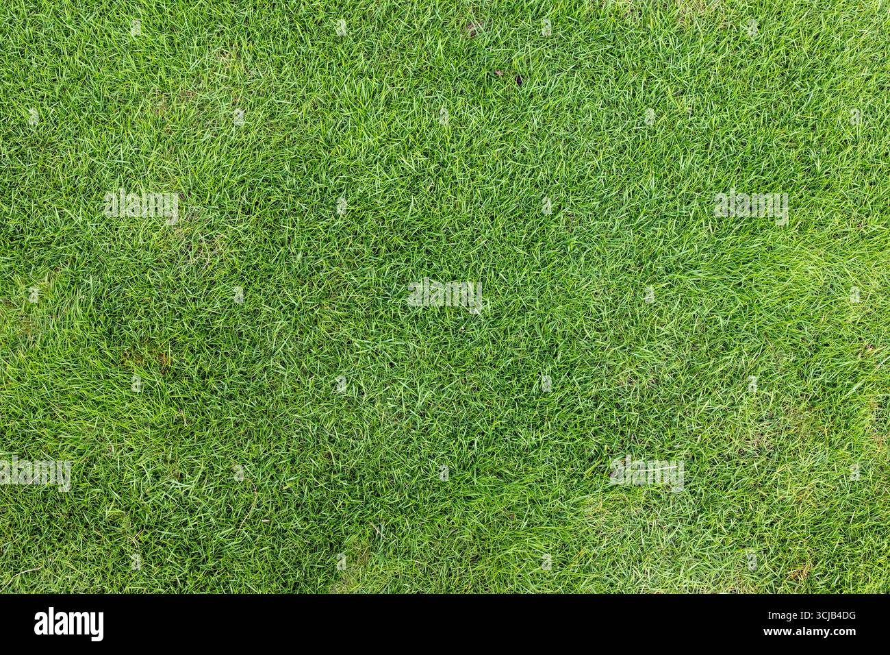Green Lawn Grass Texture Background Stock Photo - Alamy