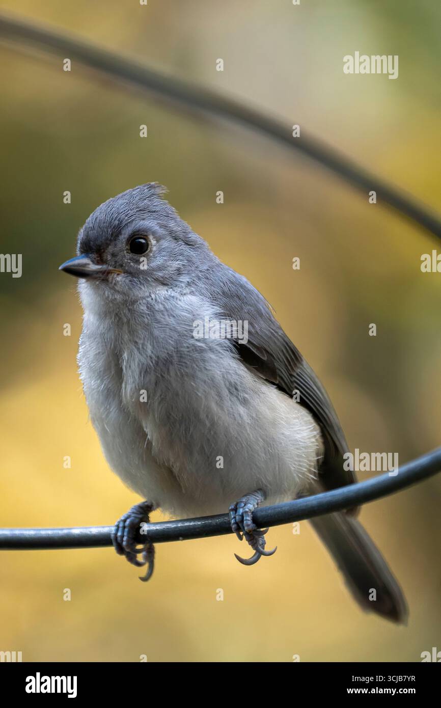 A gray tufted titmouse perches gracefully on a metal wire in a Virginia ...