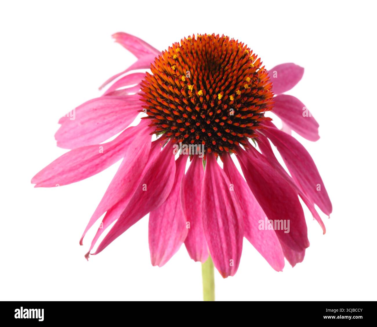 Echinacea purpurea beautiful purple Cut Out Stock Images & Pictures - Alamy