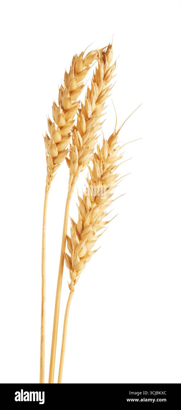 Agriculture wheat three ears hi-res stock photography and images - Alamy
