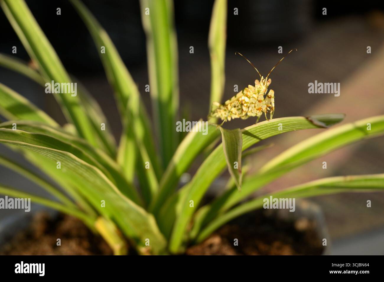 Spiny flower mantis native to southern and eastern Africa Stock Photo ...