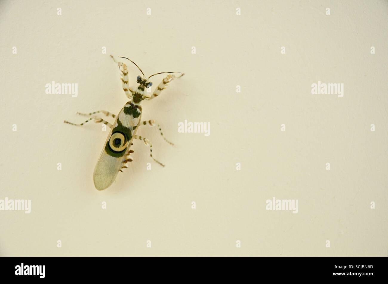 Spiny flower mantis africa hi-res stock photography and images - Alamy