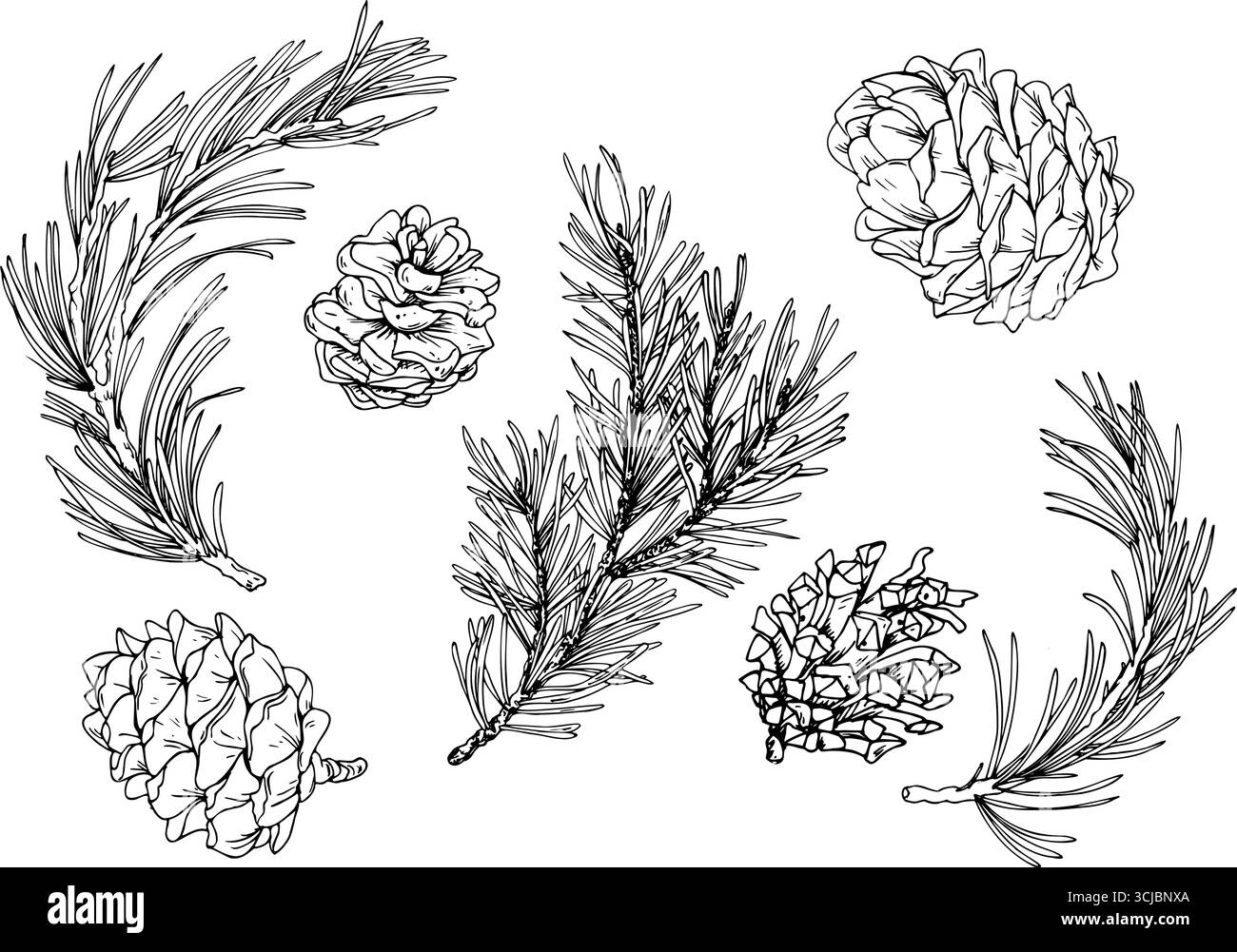 Monochrome hand drawn ink illustration of spruce branches and pinecones ...