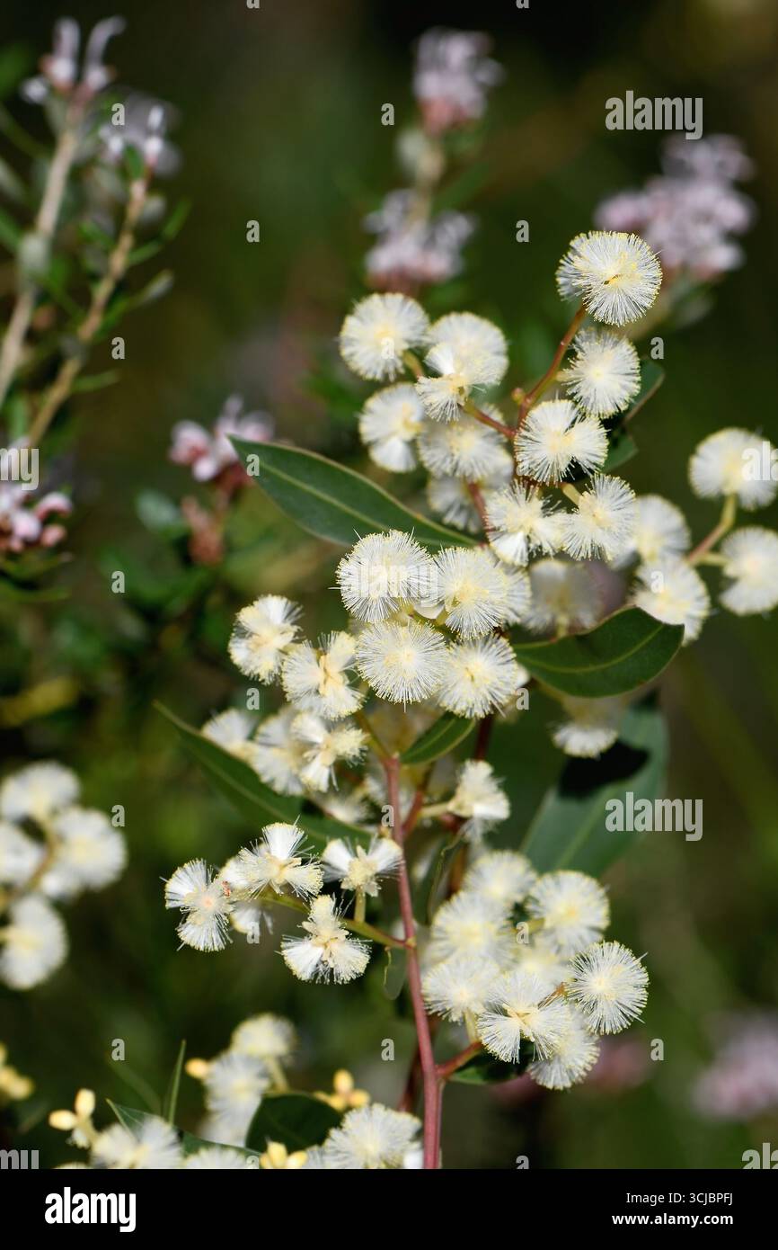 Close up of cream flowers of the Australian native Myrtle Wattle ...