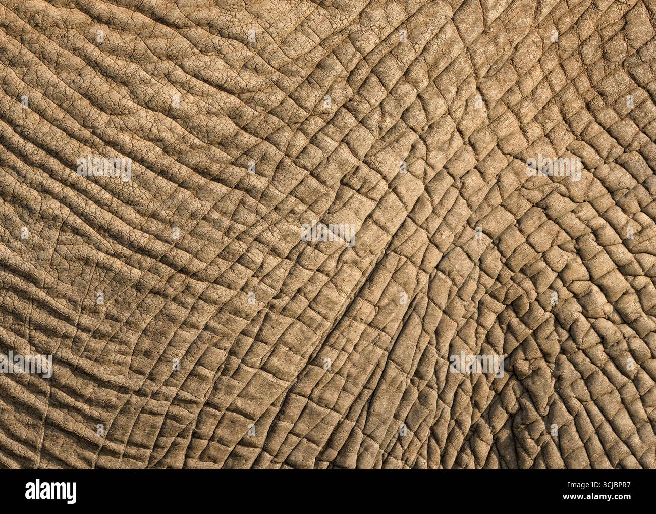 African elephant skin detail textures forms abstract background image ...