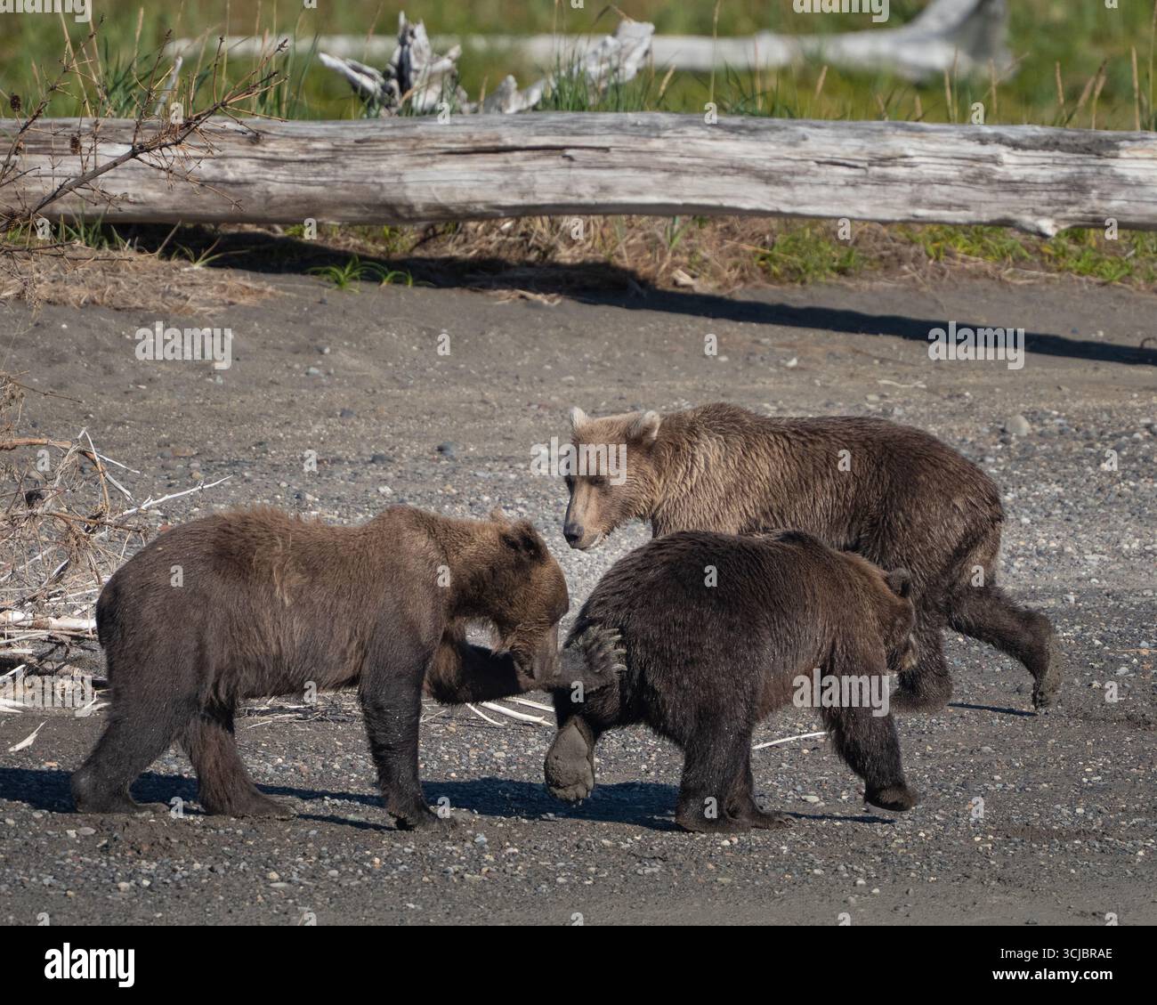 Three bears in Alaska at the beach all starting to play Stock Photo - Alamy