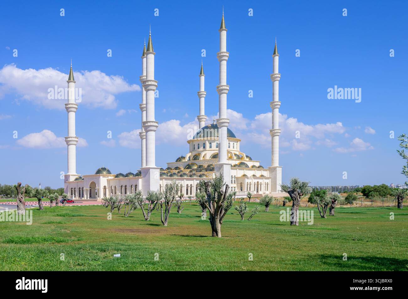 Ancient olive tree showcasing hi-res stock photography and images - Alamy