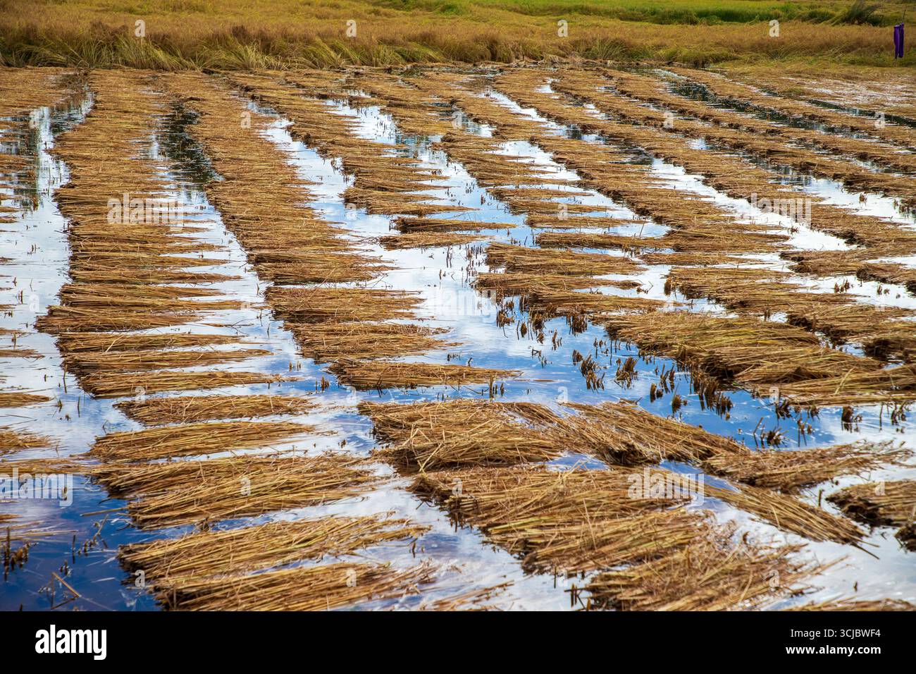 Harvested paddy lies submerged in water after days of monsoon rains on ...