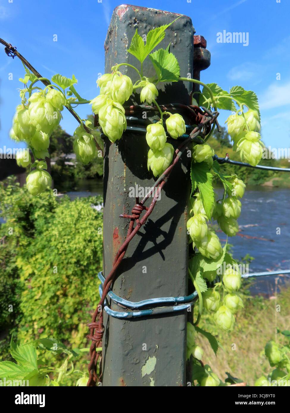 prachtvolle Ausformung eines soliden Clusters Hopfen - eignet sich als ...