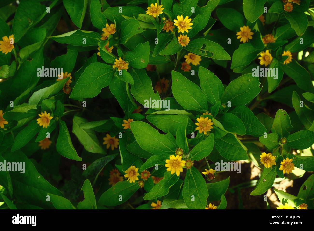 A bright yellow daisy flowerhead of Sphagneticola trilobata, also known ...