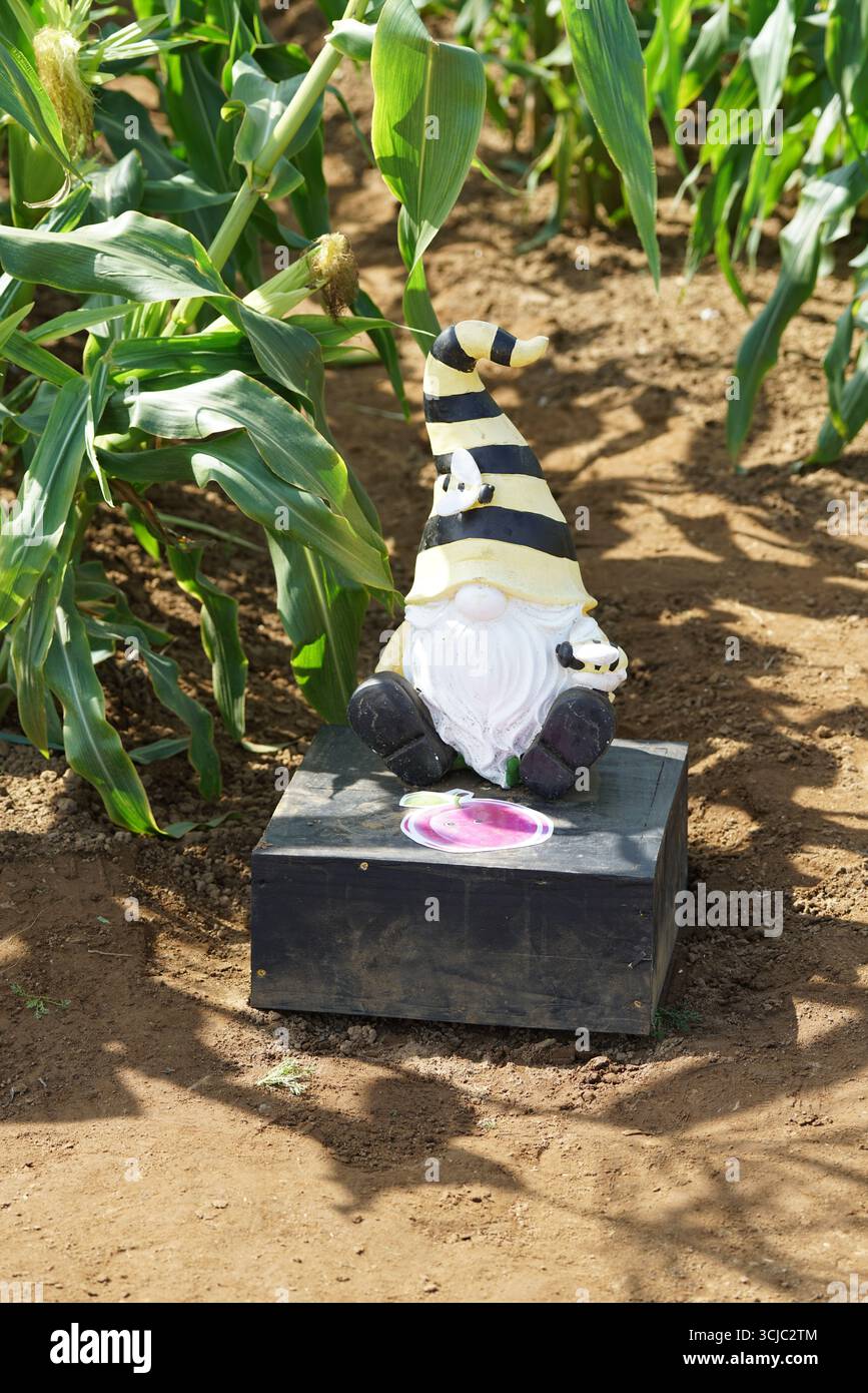 Garden Gnome with Striped Hat in a Cornfield on a Sunny Day. Milford ...