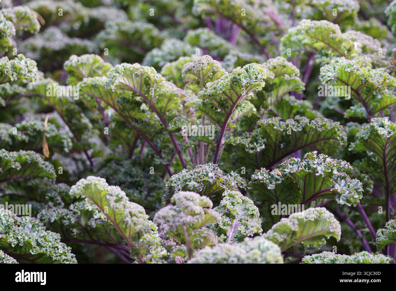 Vibrant Curly Kale Plants Growing in Abundant Green Field Outdoors ...