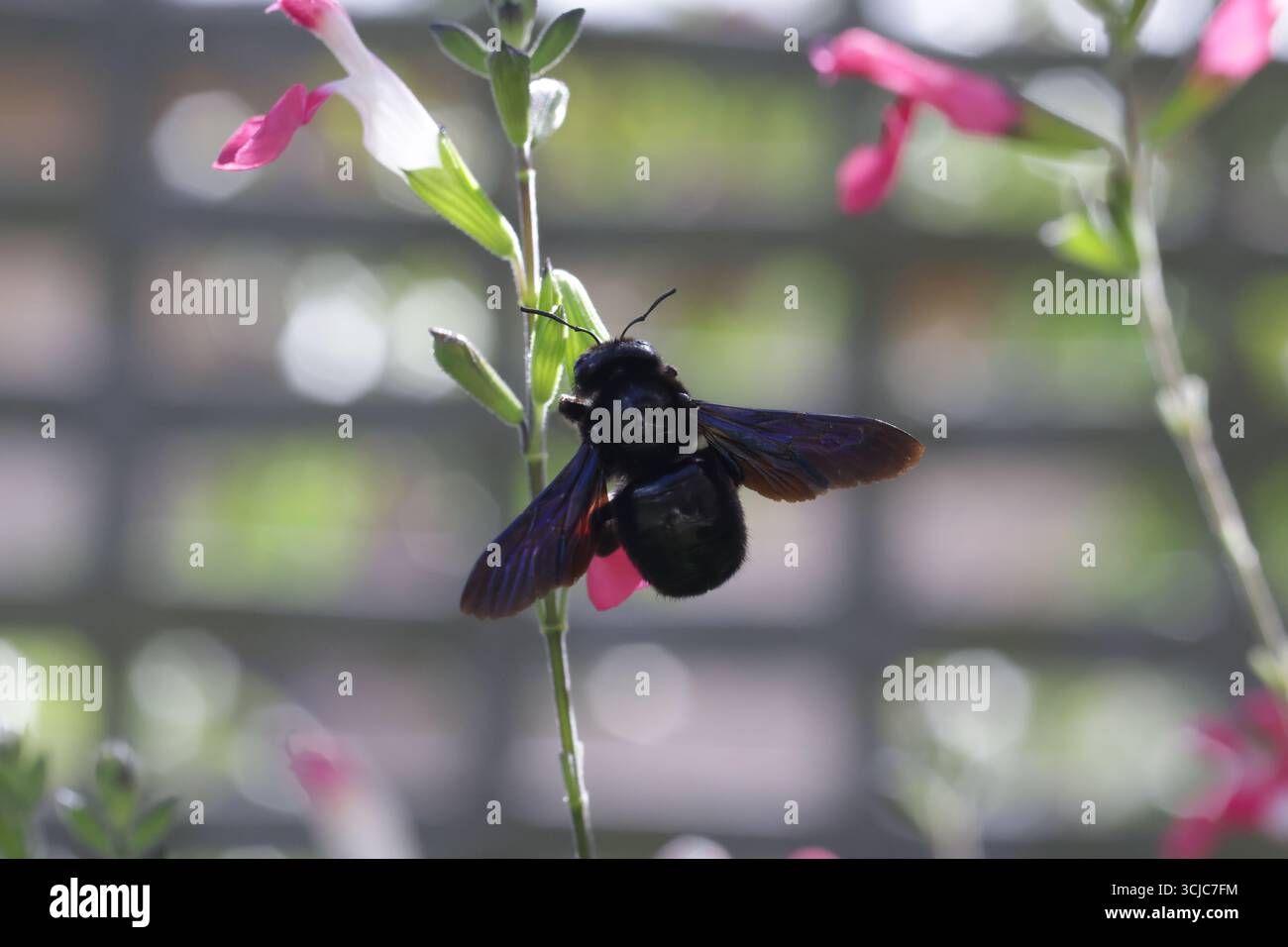 Carpenter bee Wood bee Large carpenter bee Blue carpenter bee Xylocopa ...