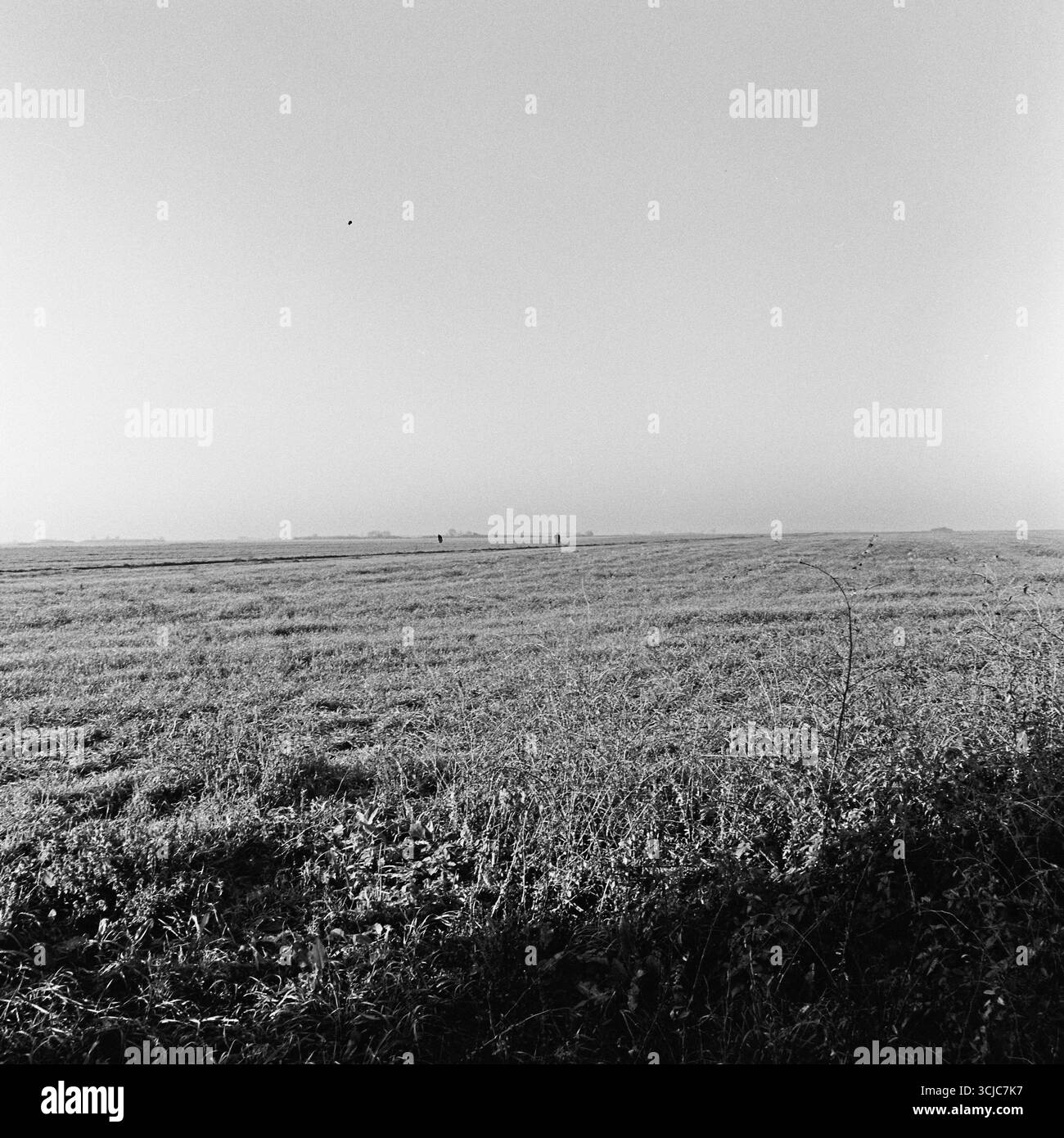 Morning minimal Black and White Stock Photos & Images - Alamy