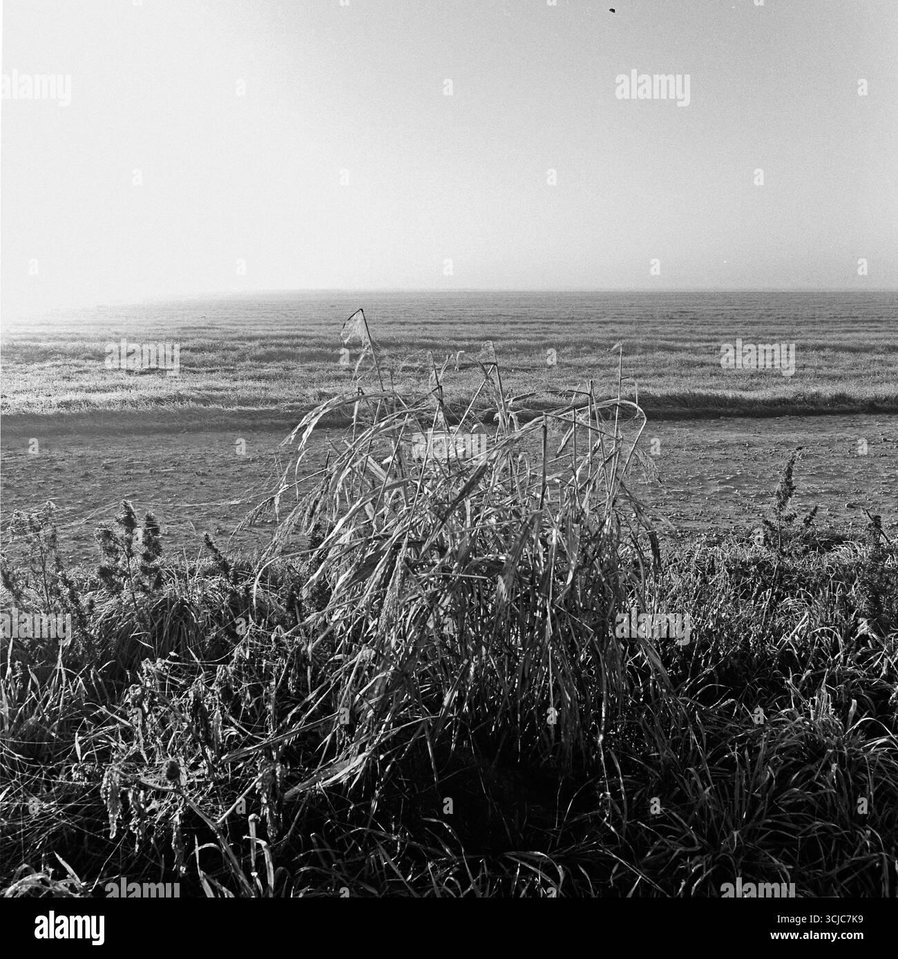 Morning minimal Black and White Stock Photos & Images - Alamy