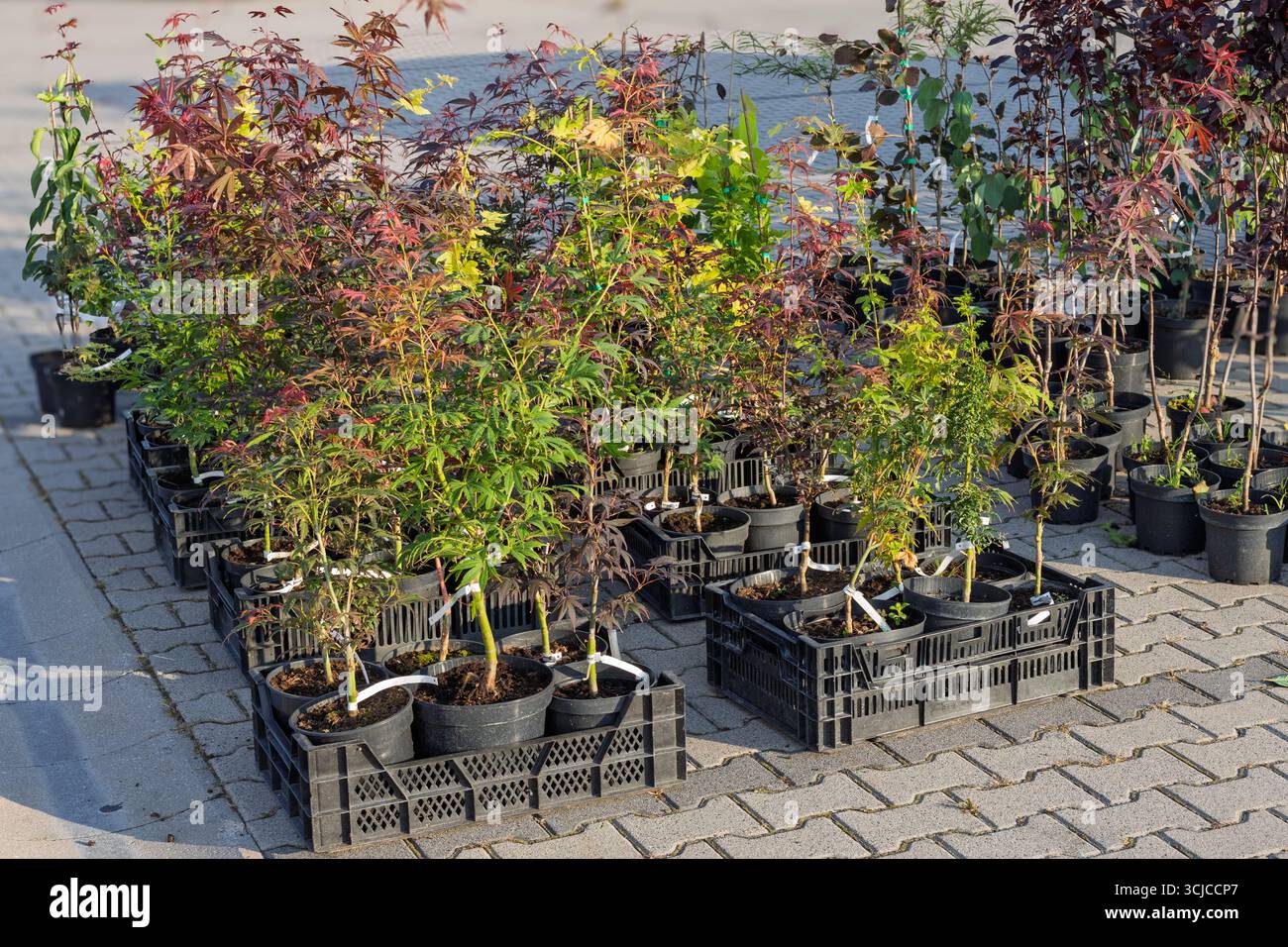 Young decorative trees in plastic crates at plant market Stock Photo ...