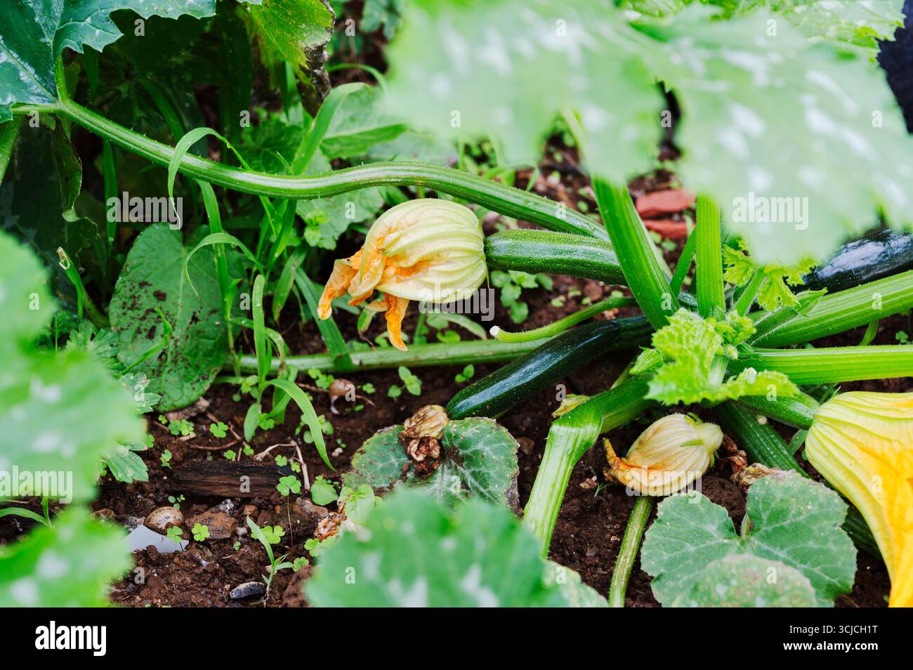 Top view of a thriving zucchini plant with vibrant yellow flowers ...