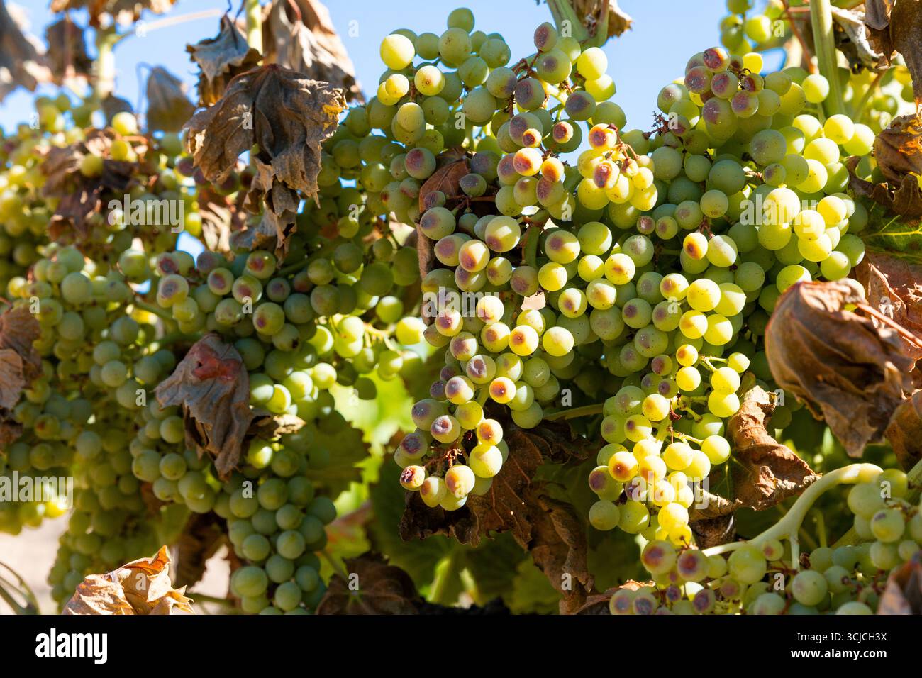 Close-up of sun-kissed grapes in a Castilla La Mancha vineyard, Spain ...