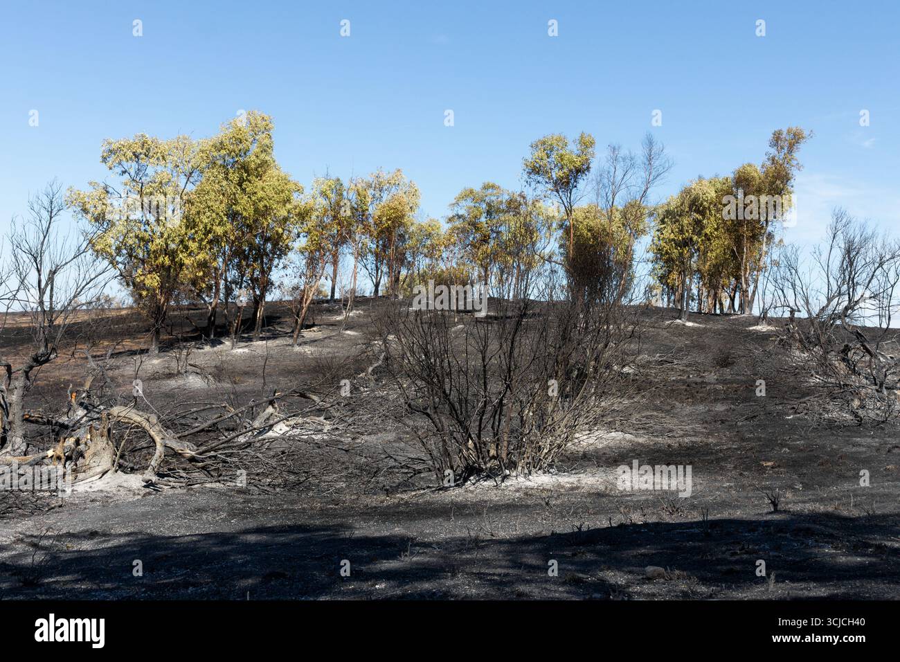 Charred landscape aftermath of a devastating wildfire in Castilla la ...