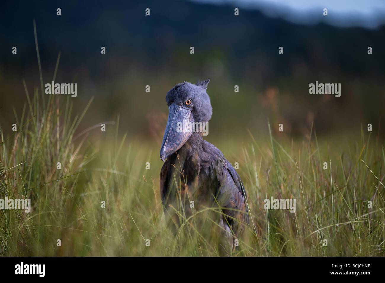 A majestic shoebill stork stands amidst the tall grasses of Mabamba ...