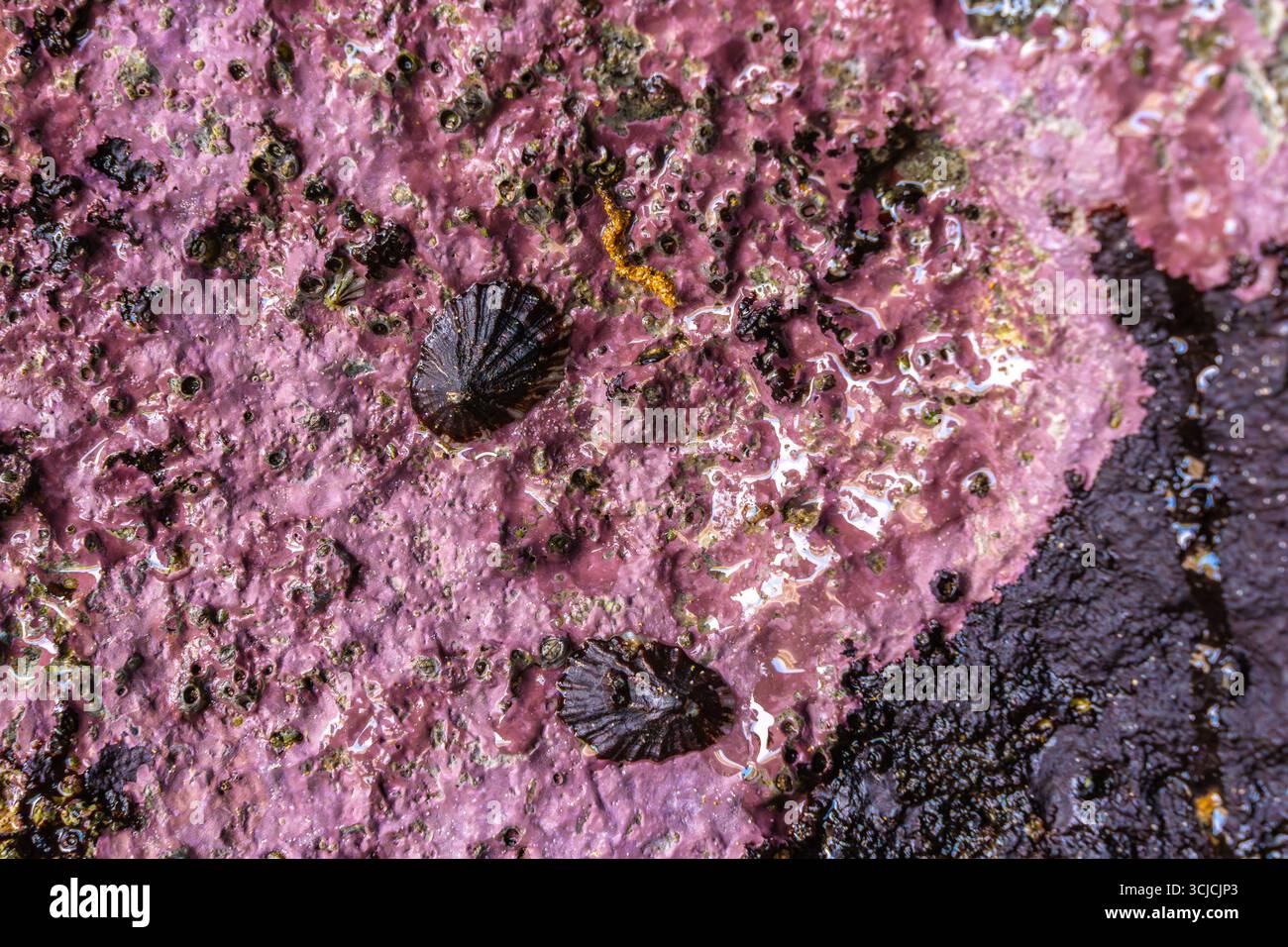 Two limpets attached to a rough, purple-colored rock surface covered ...