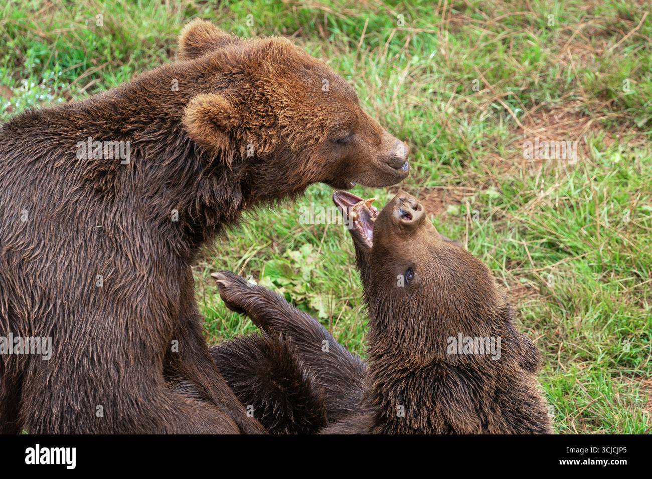 Two brown bears engage in playful interaction on the grass, showcasing ...
