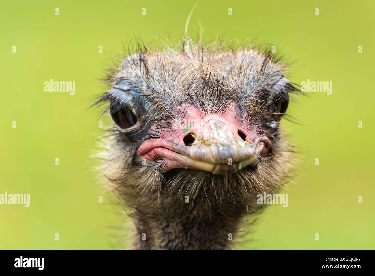 Featuring distinct species hi-res stock photography and images - Alamy