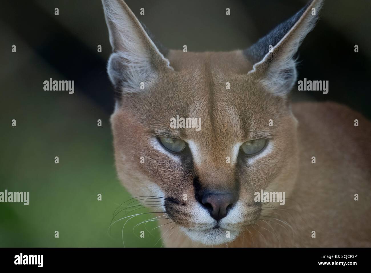 The Caracal (Caracal caracal) is a wild cat native to Africa, the ...