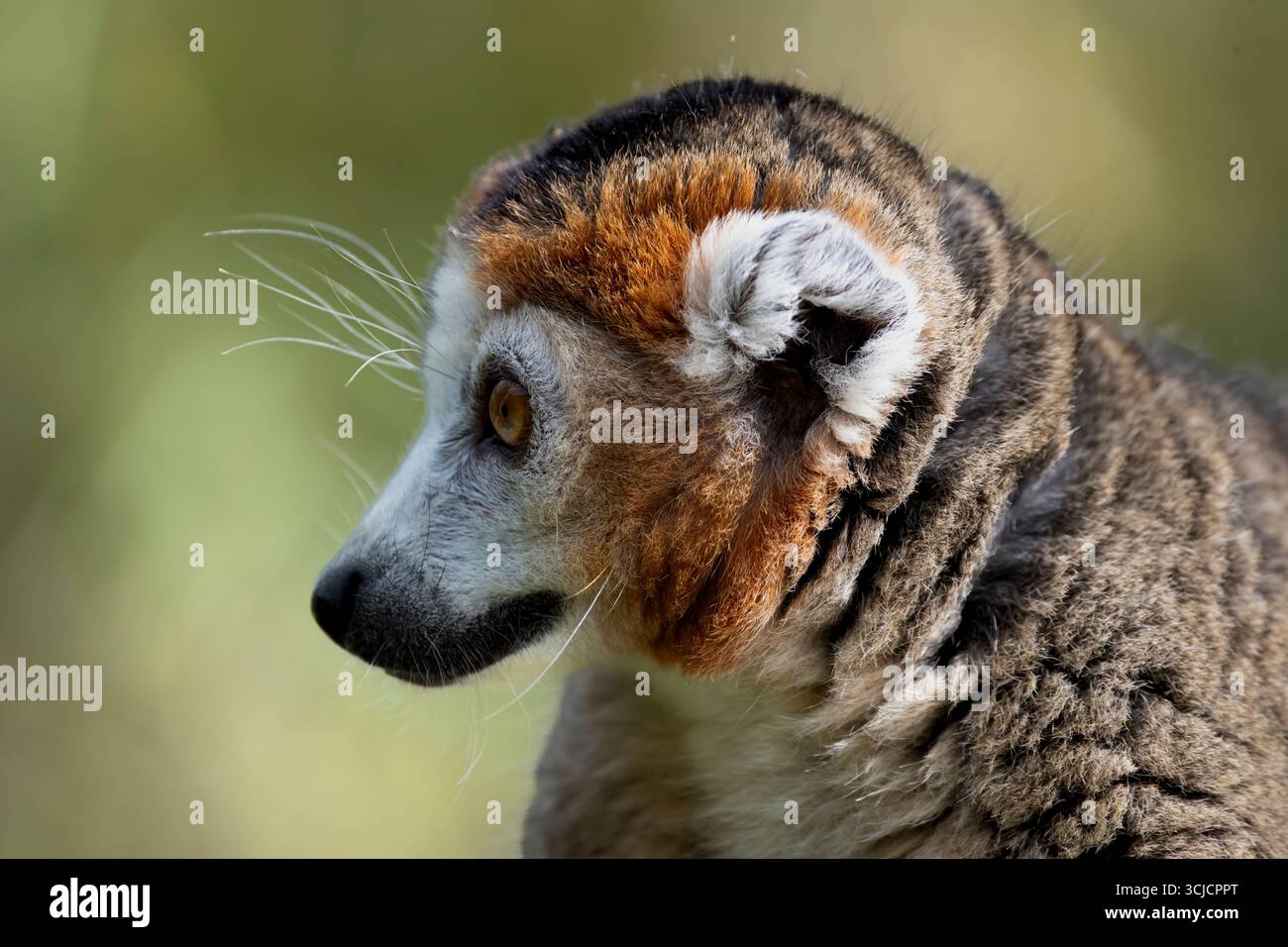 The Crowned Lemur (Eulemur coronatus), endemic to the dry deciduous ...